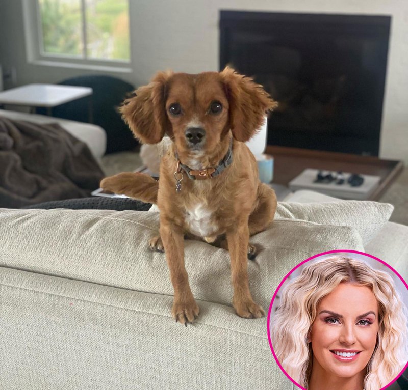 A Complete Guide to the Real Housewives' Cutest Pets: Photos
