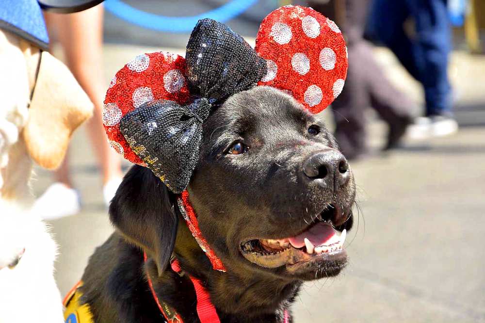Service Dogs Visit Disneyland, Prove It's the Happiest Place on Earth ...