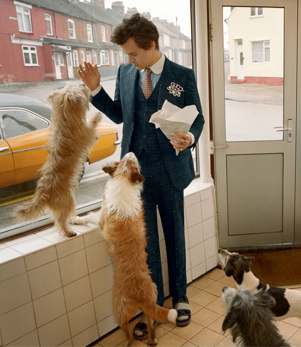 Harry Styles Poses With Puppies and Chickens in New Gucci Campaign ...