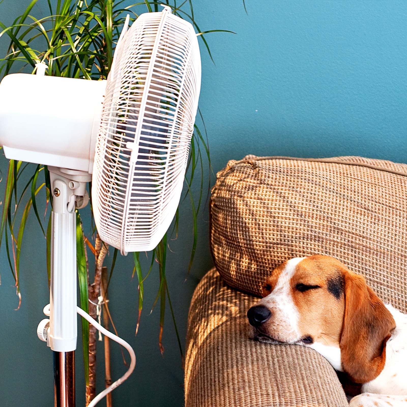 10 Ways to Keep Your Dog and Cat Cool This Summer | Us Weekly