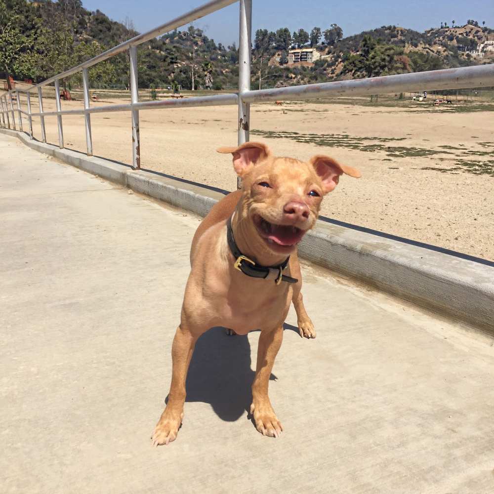 Tuna the Chiweenie’s Top 5 Places to Be Cute in California | Us Weekly