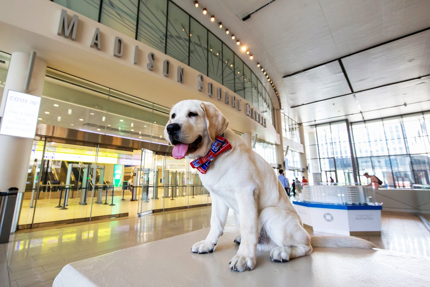 New York Rangers Are Training an Autism Service Dog | Us Weekly