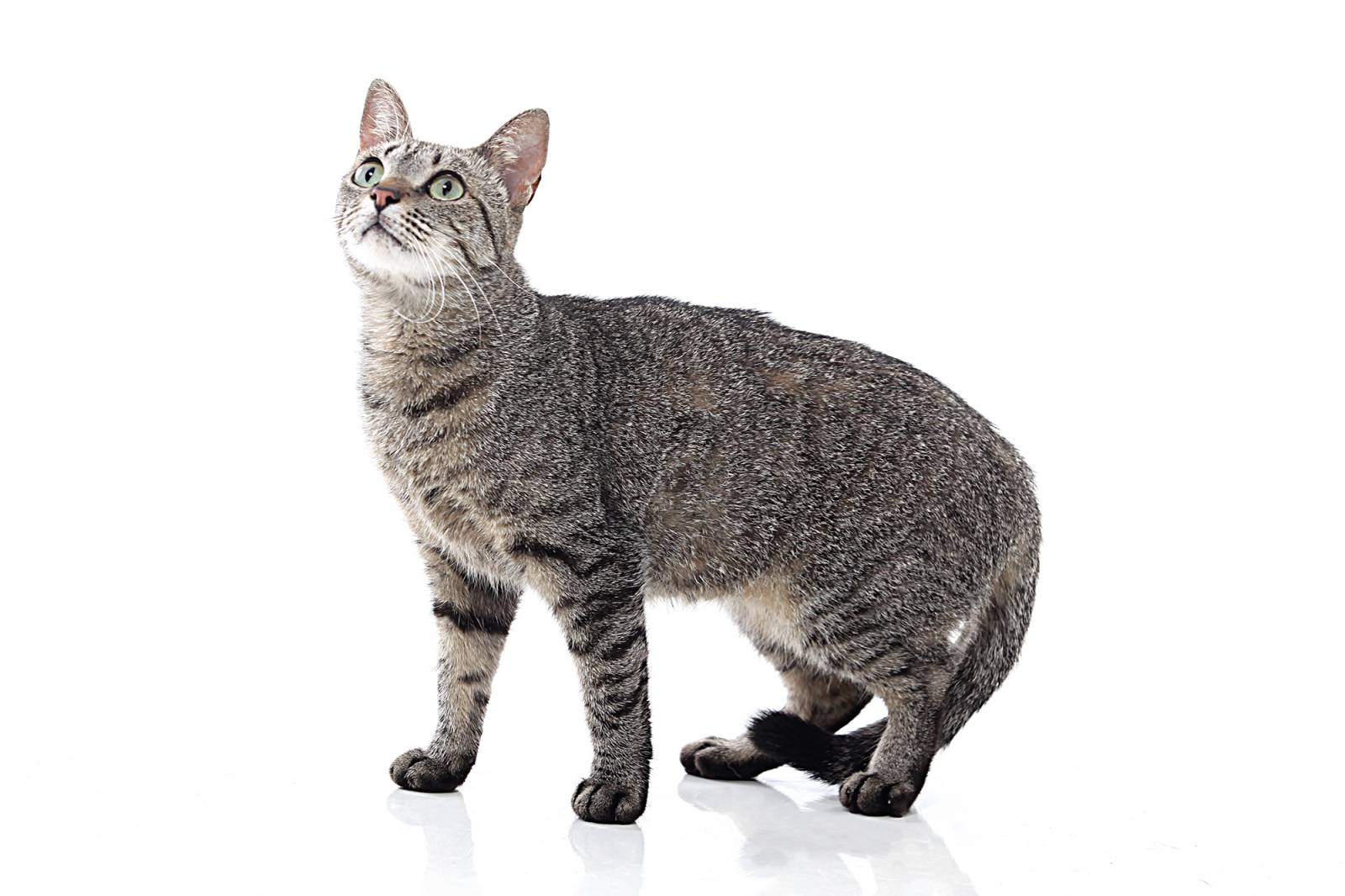 New Zealand Town Wants to Ban Cats | Us Weekly