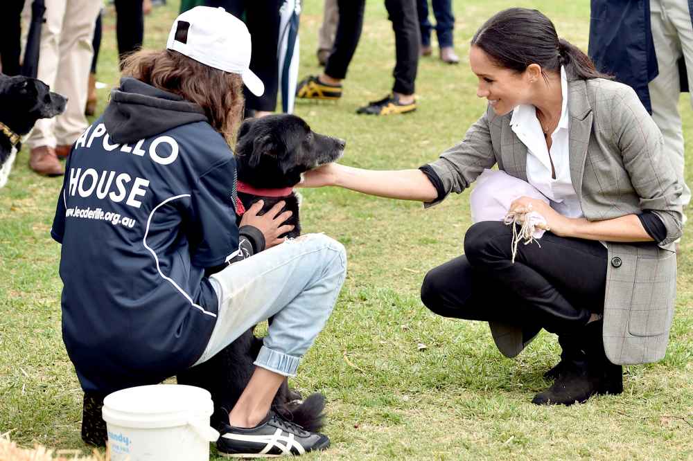 Prince Harry Plays With Dogs in Australia: Pics | Us Weekly