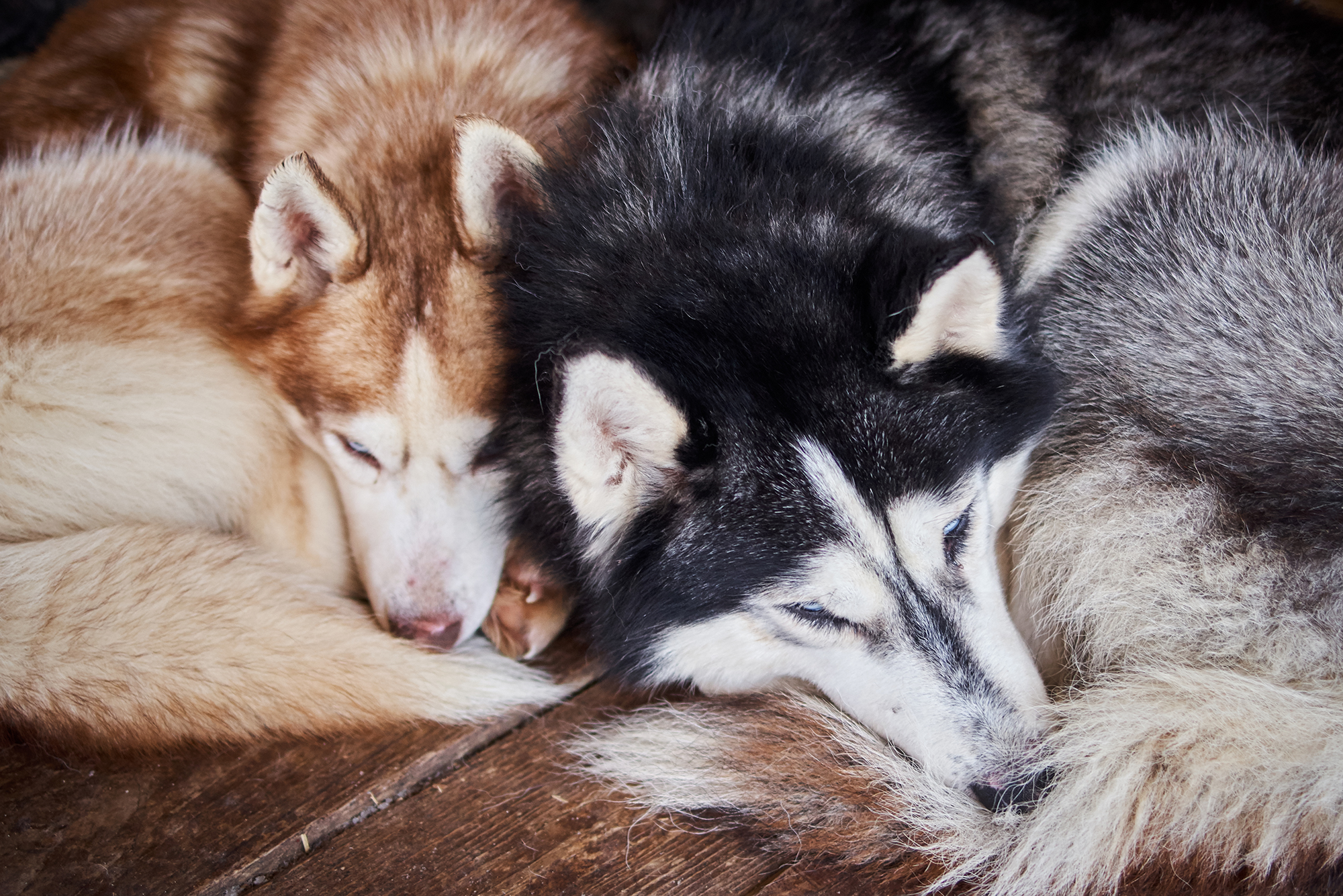 Can A Siberian Husky Live In Singapore