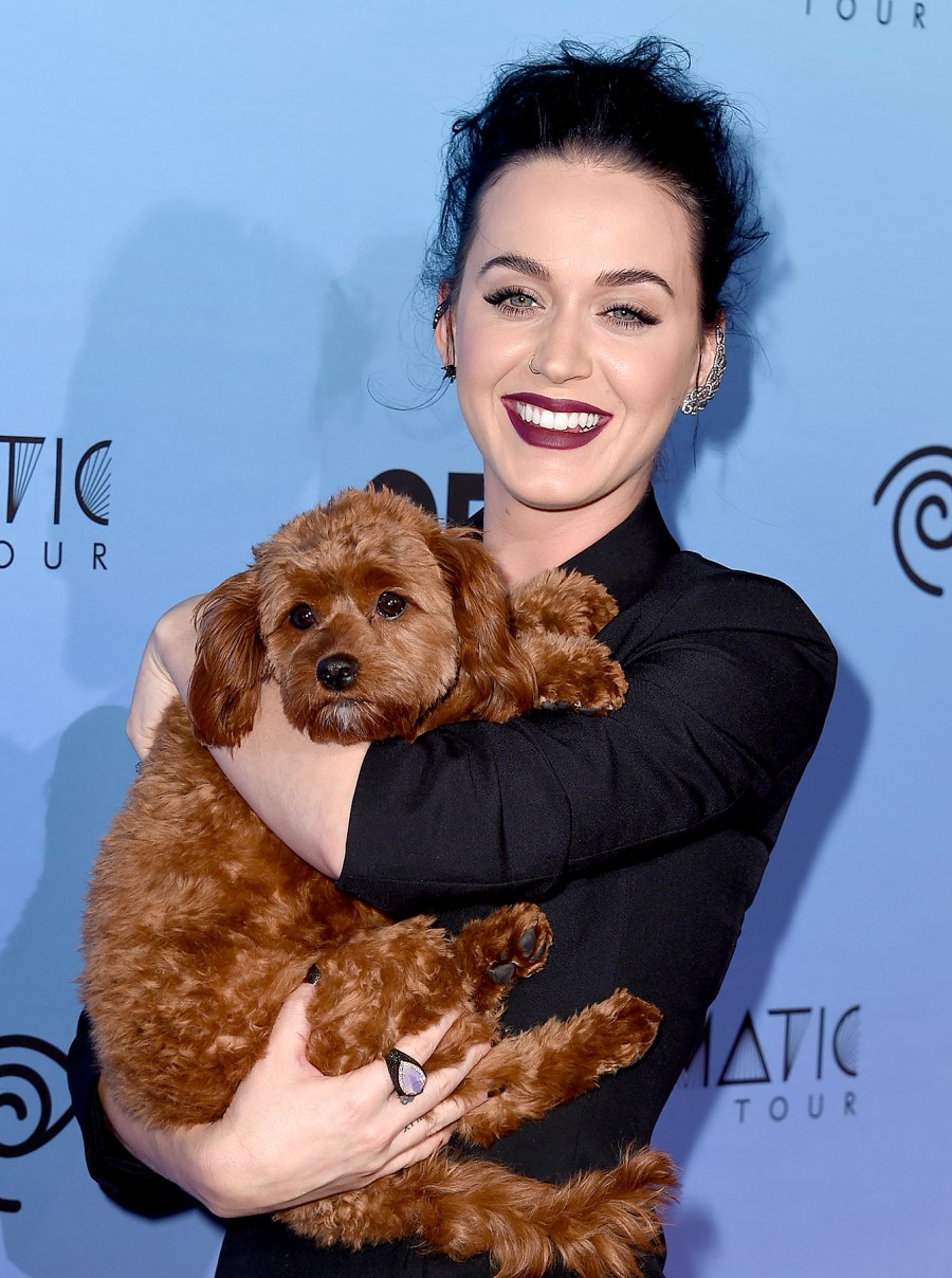 Rescue and Freedom Project Loved By Katy Perry Opened a Rescue and ...
