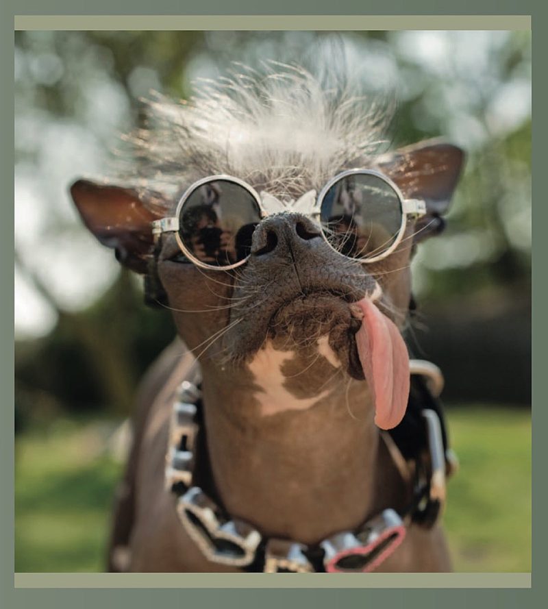 How to Take Photos of Your Pets: 6 Pro Tips
