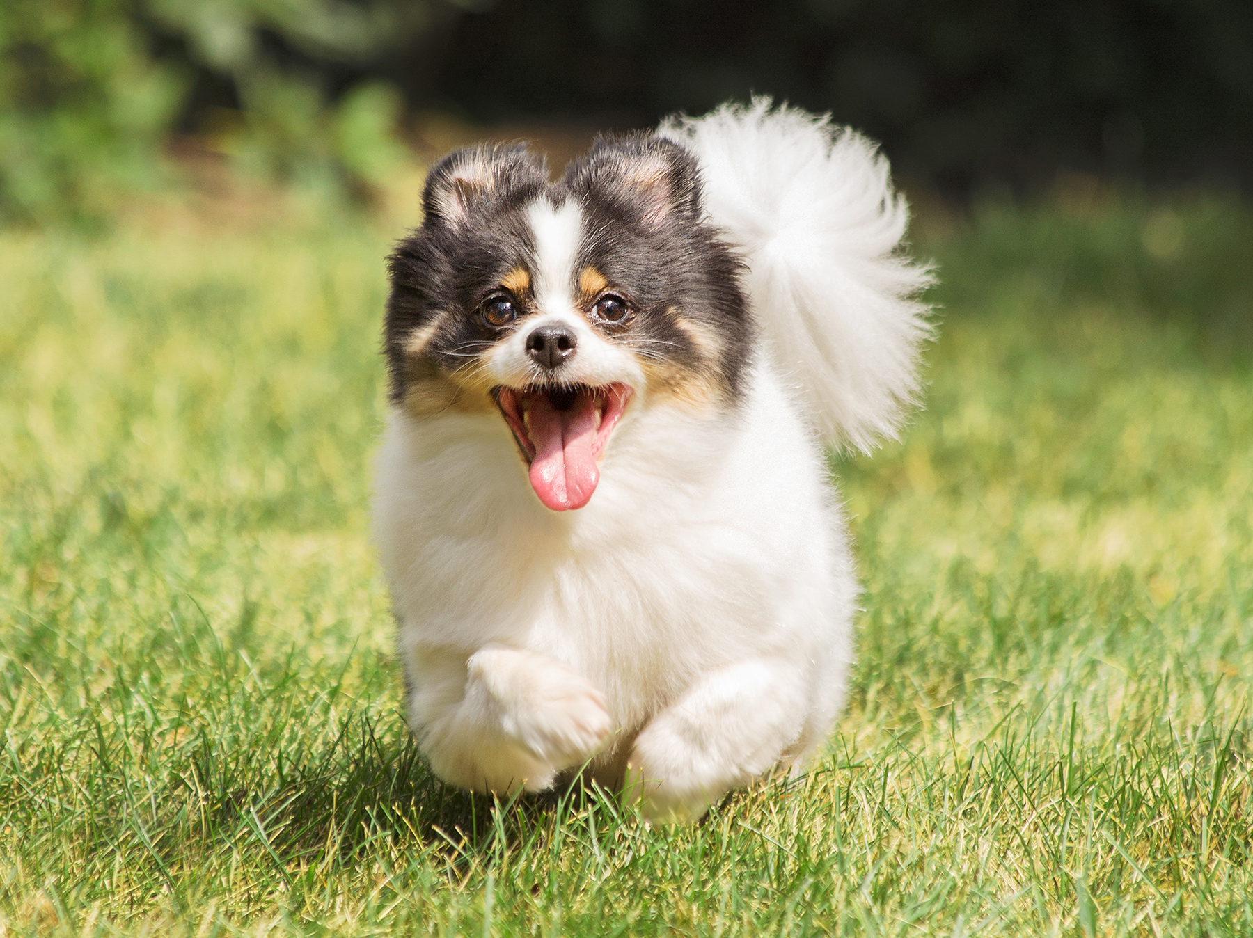 How to Take Photos of Your Pets: 6 Pro Tips | Us Weekly