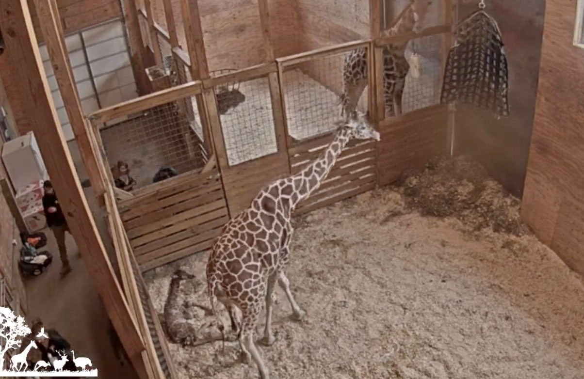 April the Giraffe Gives Birth to Fifth Calf: Photo