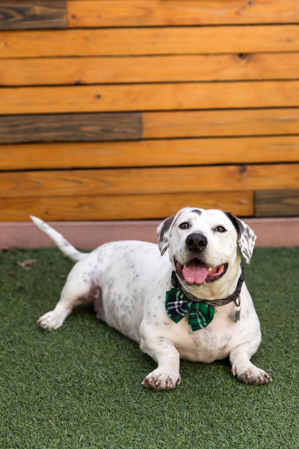 Howard the Rescue Dog Returns to Shelter to Help Other Pups | Us Weekly