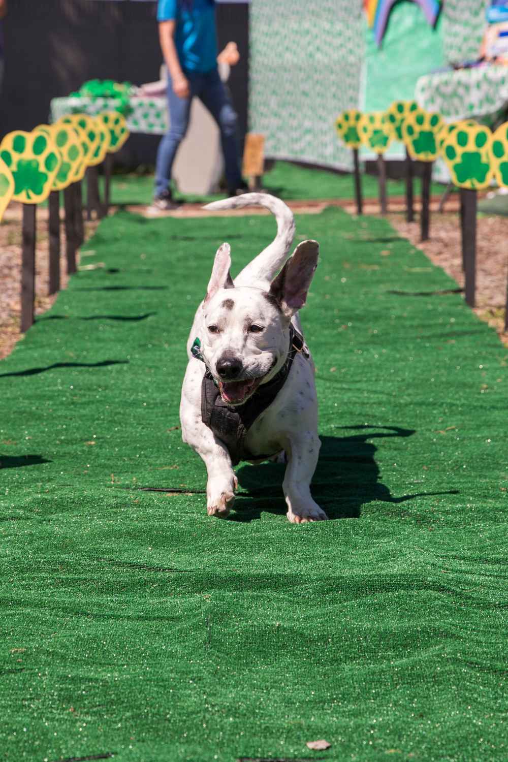 Howard the Rescue Dog Returns to Shelter to Help Other Pups | Us Weekly