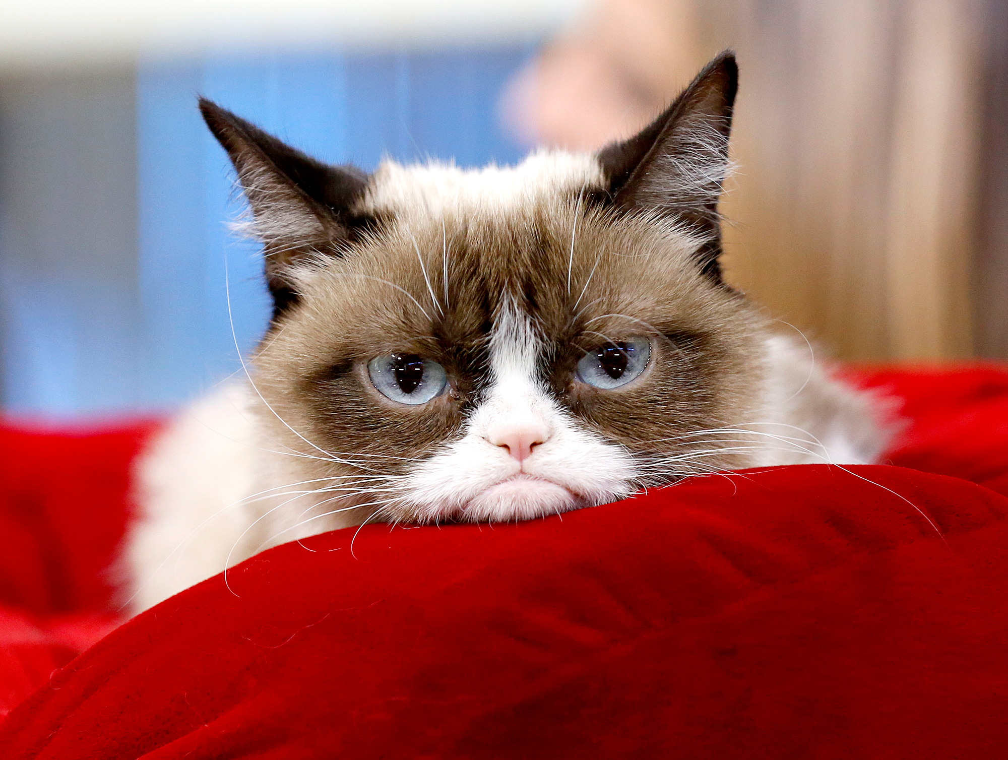 Life Alert Meme Grumpy Cat
