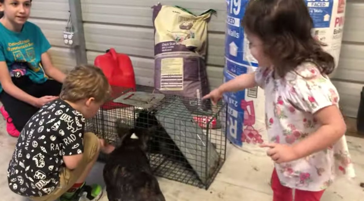 Jenelle Evans Posts Video of Husband, Kids, Dog Amid Custody Battle ...