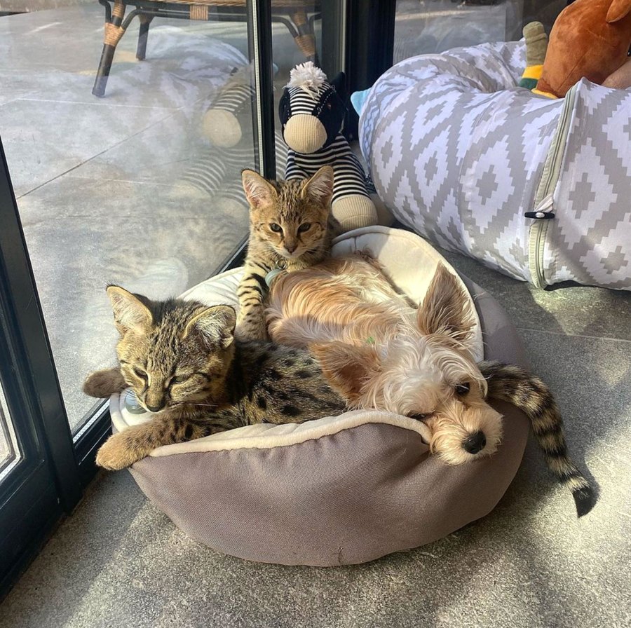 Justin Bieber, Hailey Baldwin’s New Cats ‘Cuddle’ With Their Dog