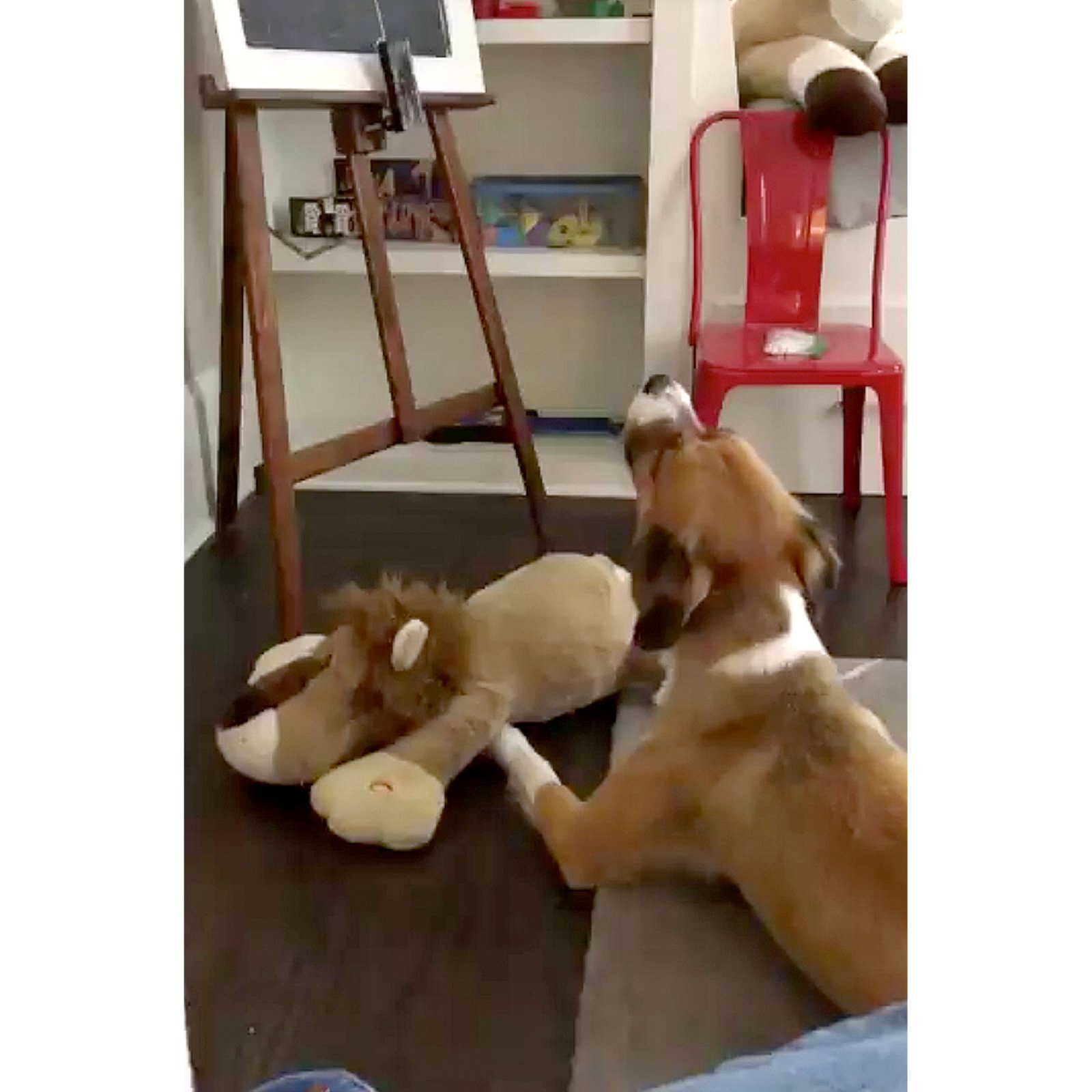 Chris Evans and His Dog Dodger: See Their Pawsome Friendship | Us Weekly