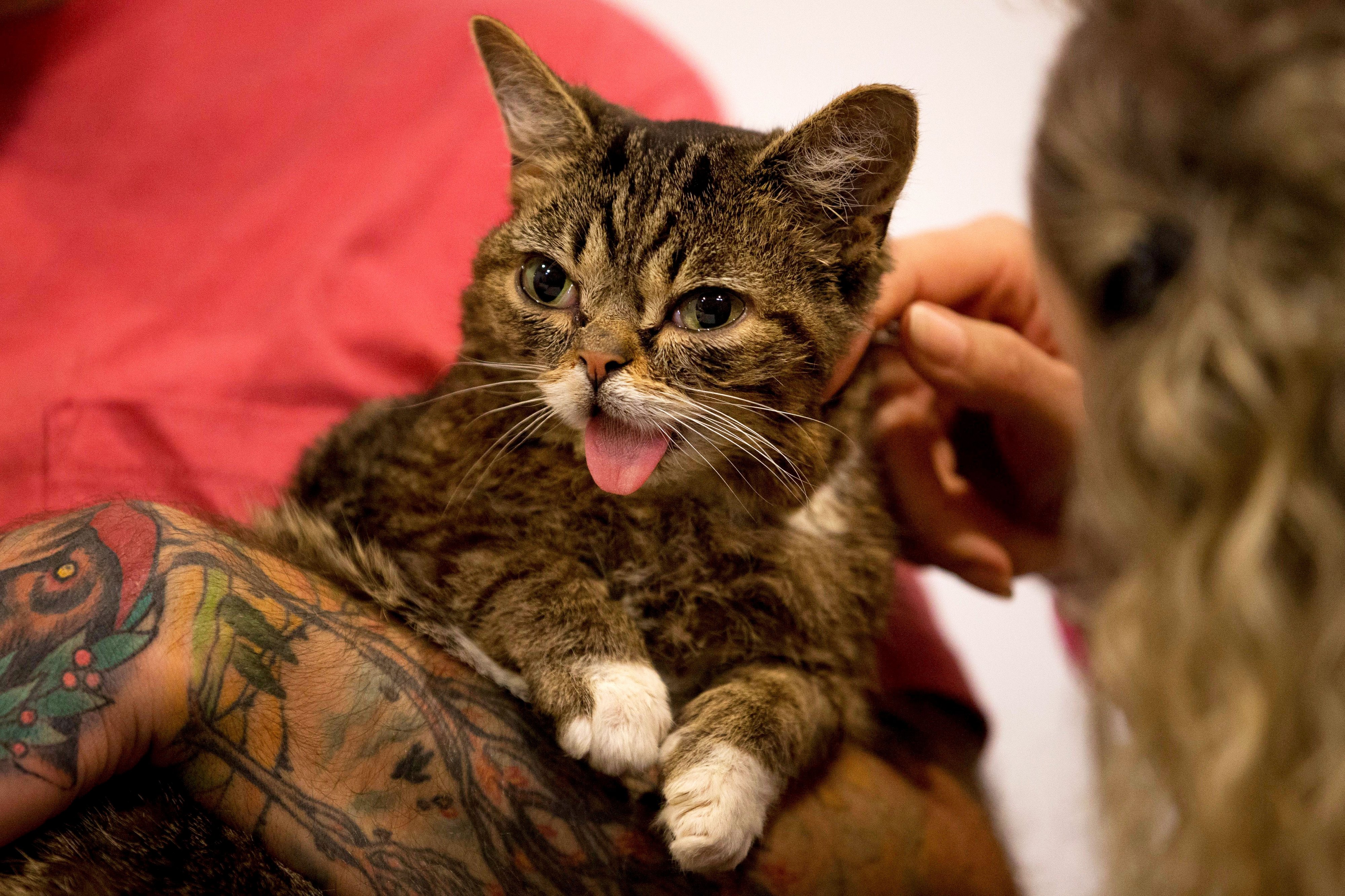 Lil Bub Dead: Internet Cat Dies at 8 After Bone Infection | Us Weekly