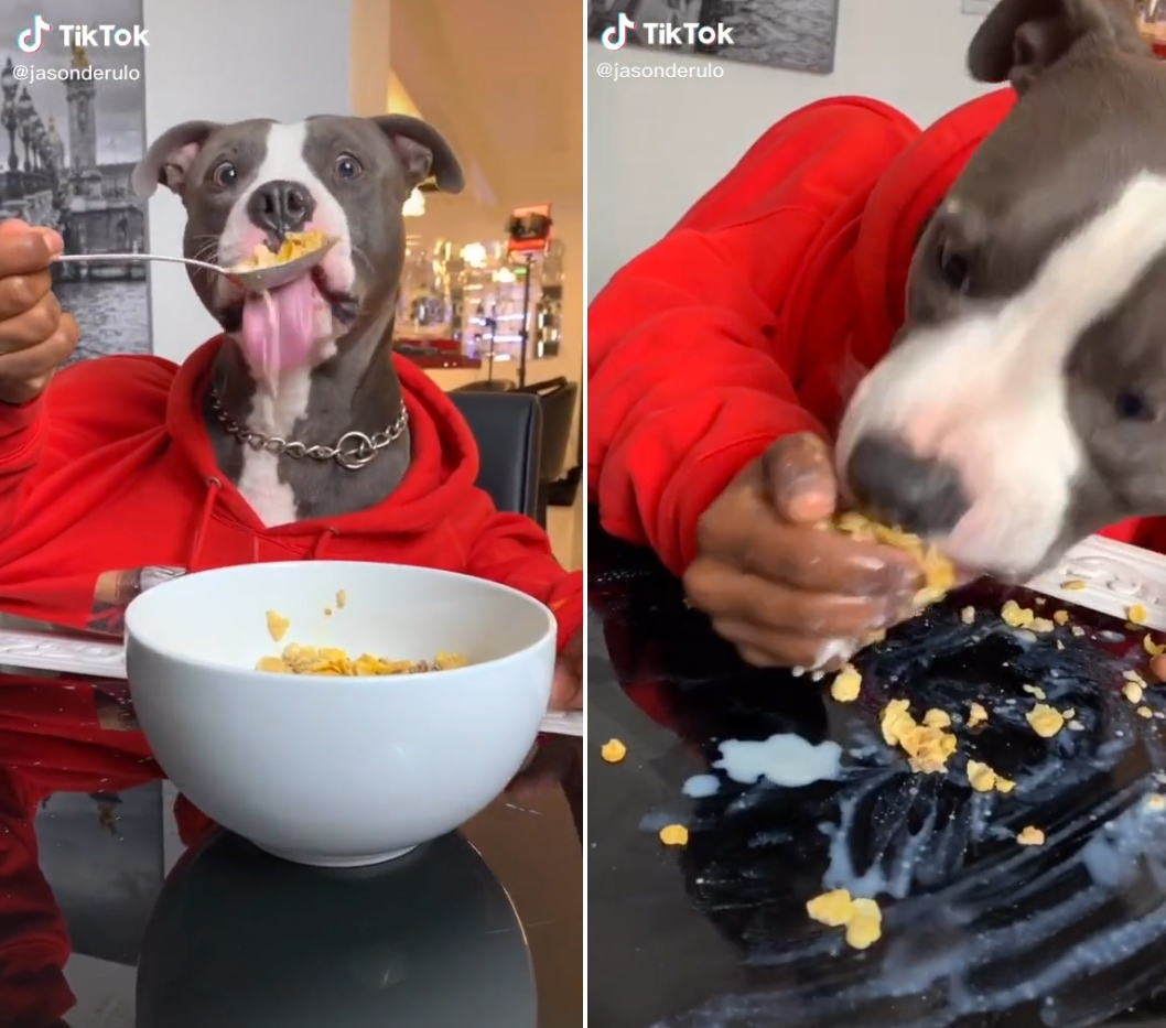 Jason Derulo's Craziest TikTok Food Moments: Photos | Us Weekly