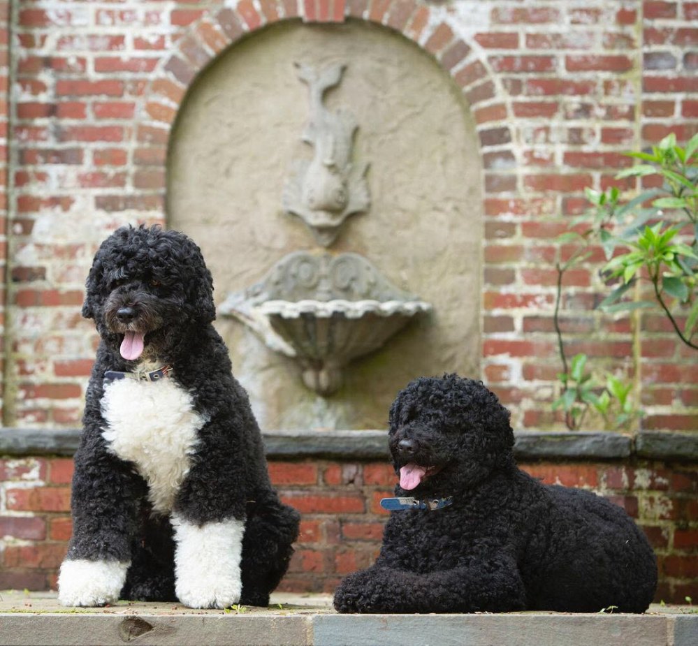 Pets in the White House Through the Years | Us Weekly