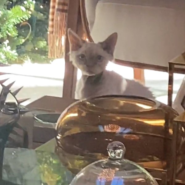 Jennifer Lopez Welcomes New Cat Amid Ben Affleck Romance | Us Weekly