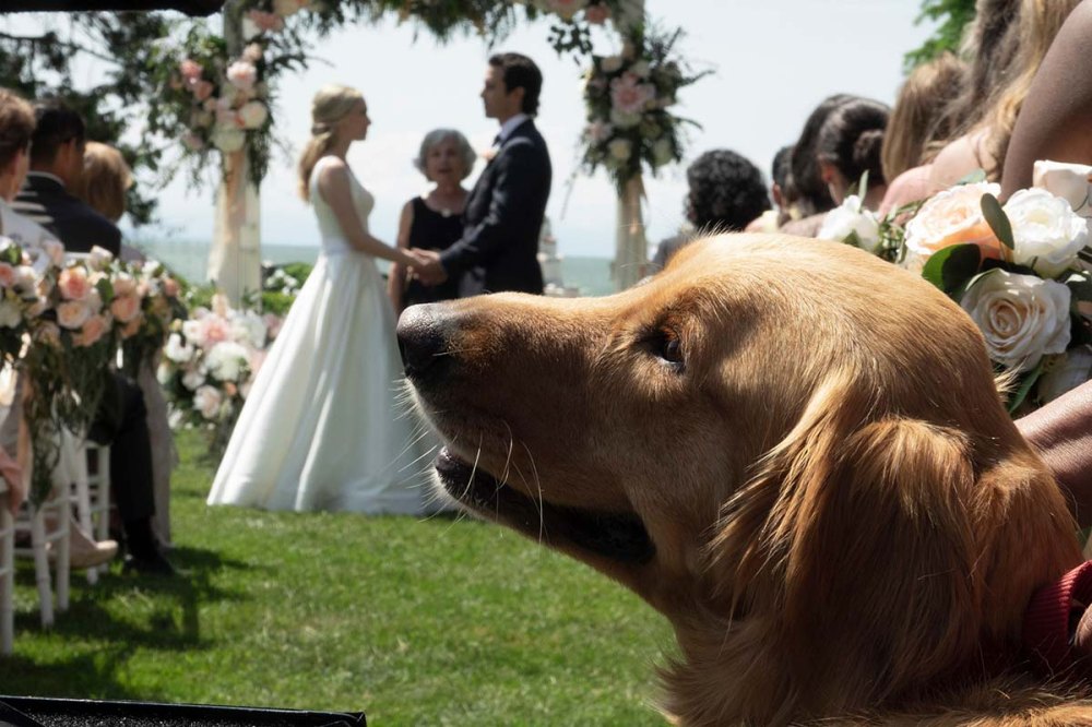 Best Pet-Themed Movies of All-Time: Photos | Us Weekly