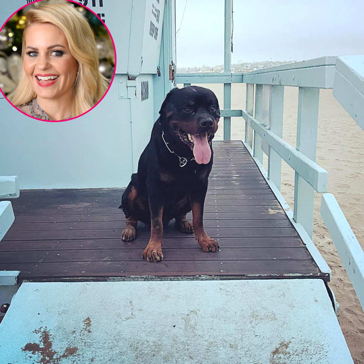 Hallmark Stars' Pets: A Complete Guide of the Actors' Dogs | Us Weekly
