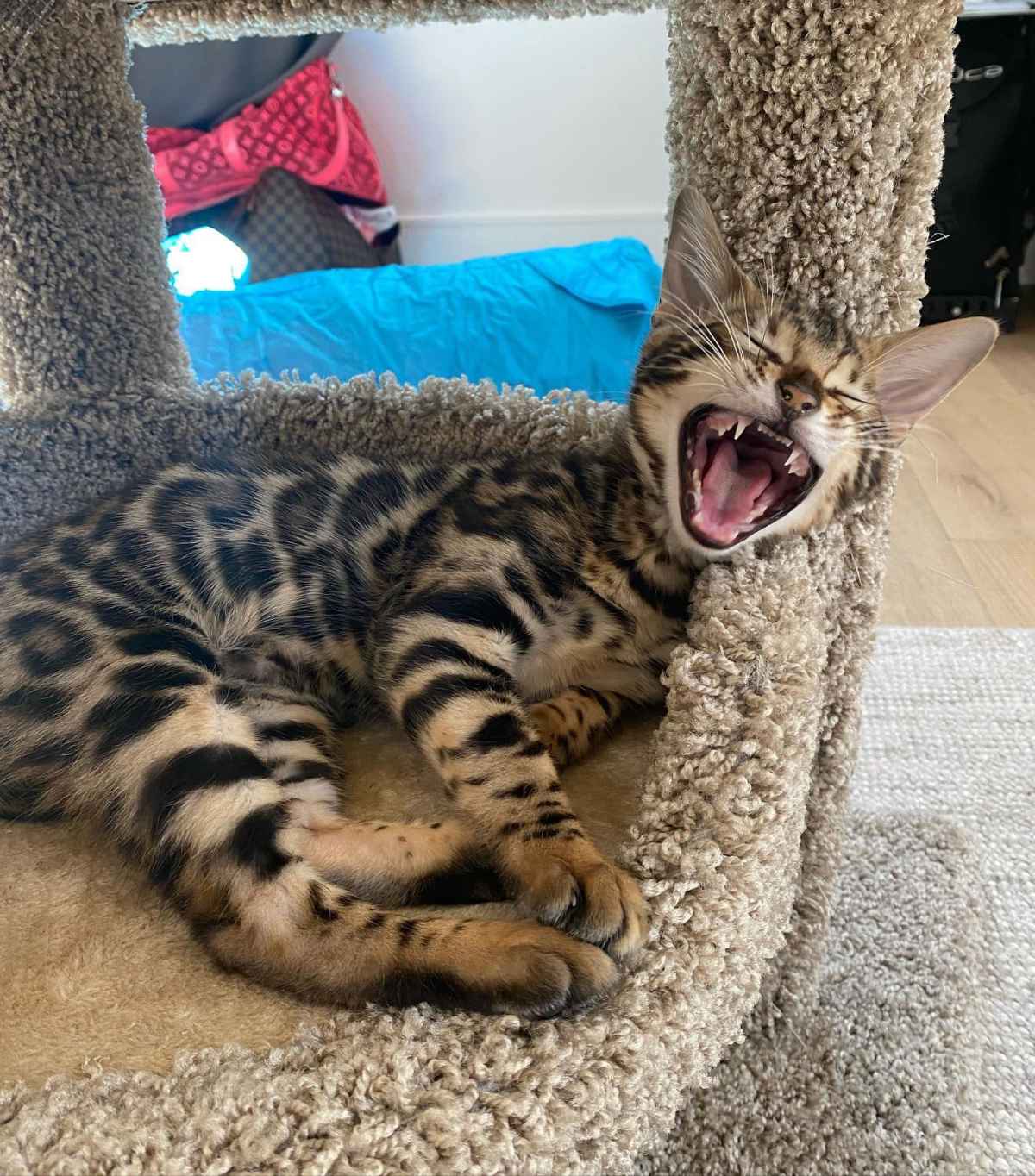 Megan Fox, Machine Gun Kelly Adopt Cat Named Whiskey | Us Weekly