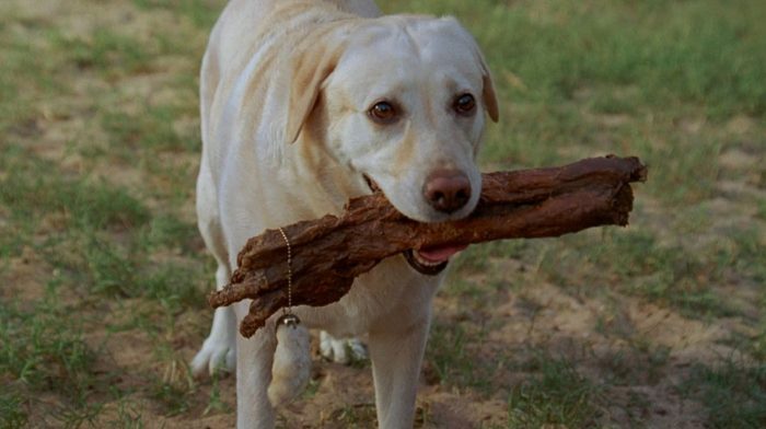 TV Shows' Beloved Pets Through the Years: Photos