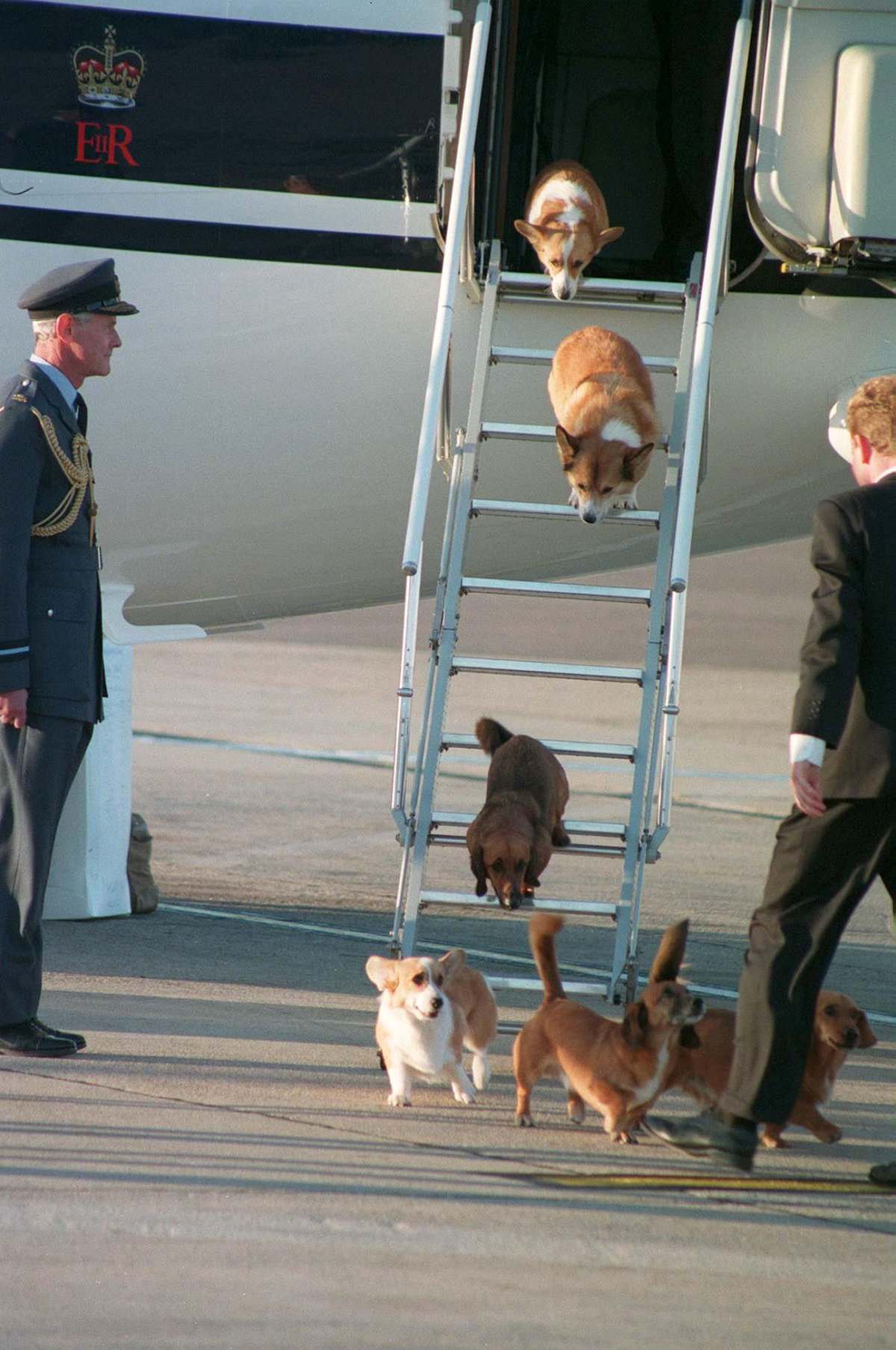 Queen Elizabeth II’s Corgis: What Their Life Is Like | Us Weekly