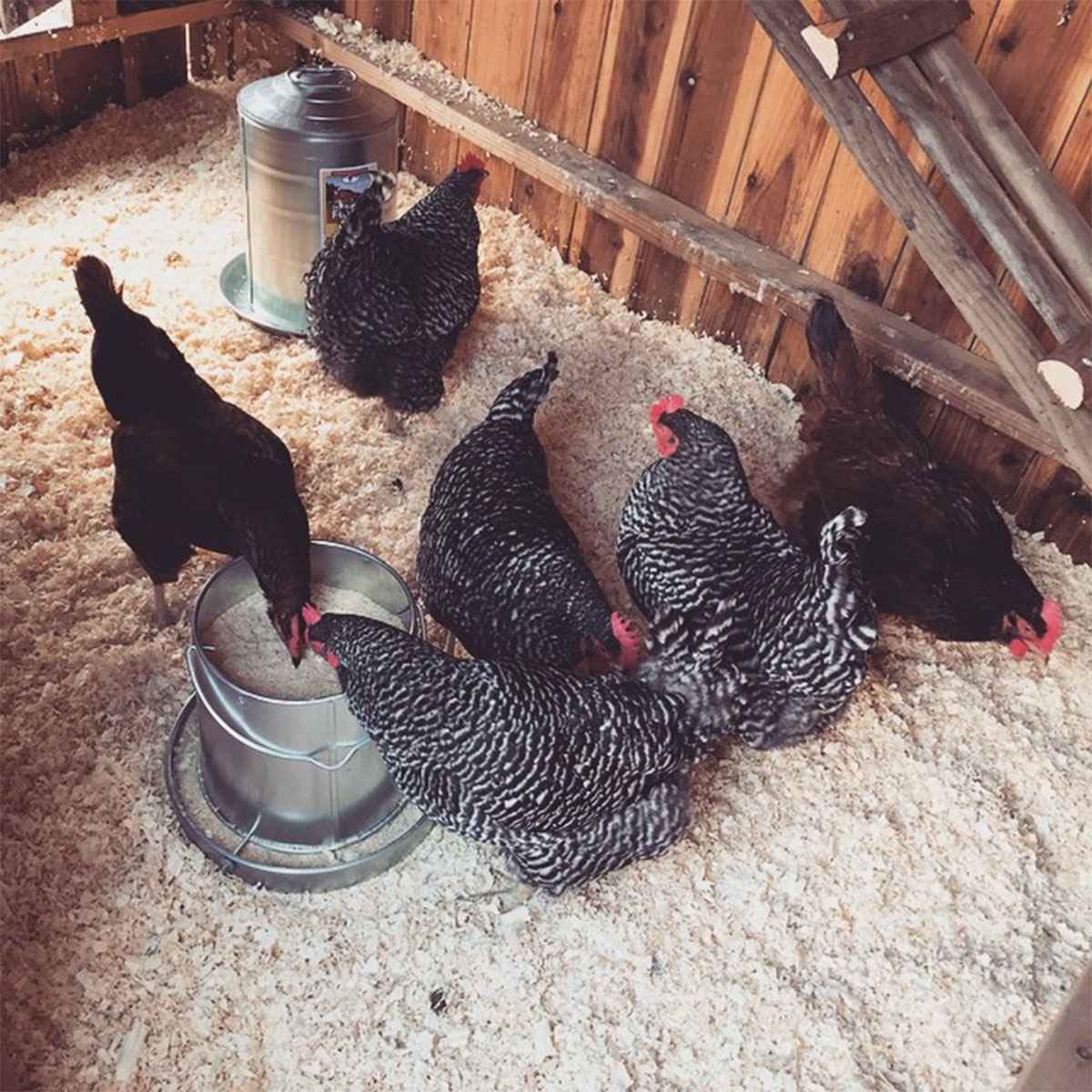 Celebrities With At-Home Chicken Coops, Pet Chickens: Photos | Us Weekly