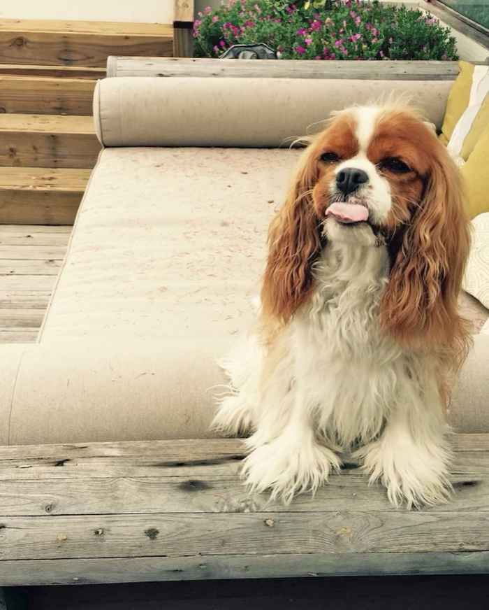 Seth Rogen Mourns 13-Year-Old Dog Zelda's Death: Details | Us Weekly