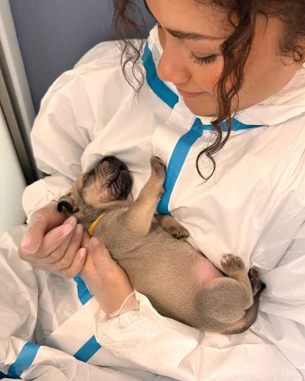 Tom Holland and Zendaya Play With Puppies at London Animal Shelter | Us ...