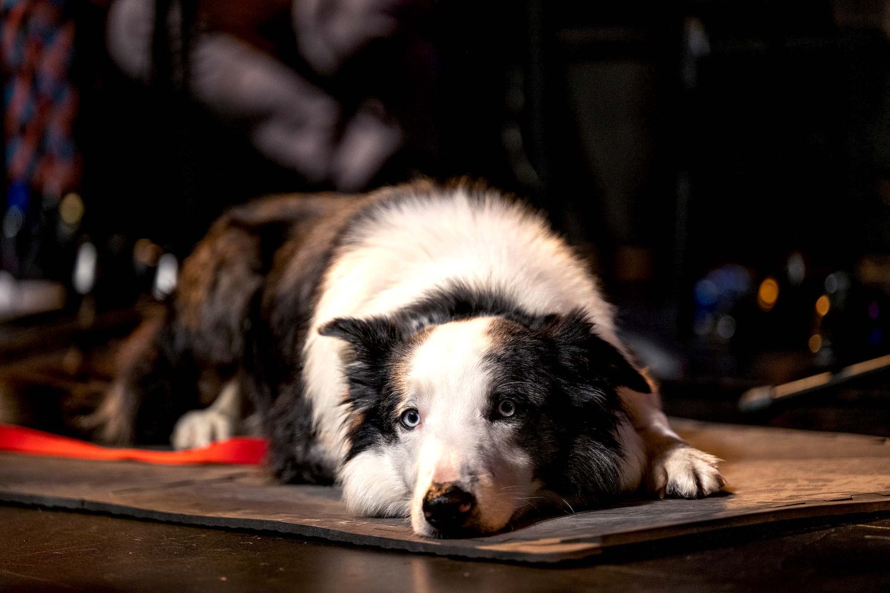 'Anatomy of a Fall' Dog Messi Is Reportedly Skipping the 2024 Oscars ...
