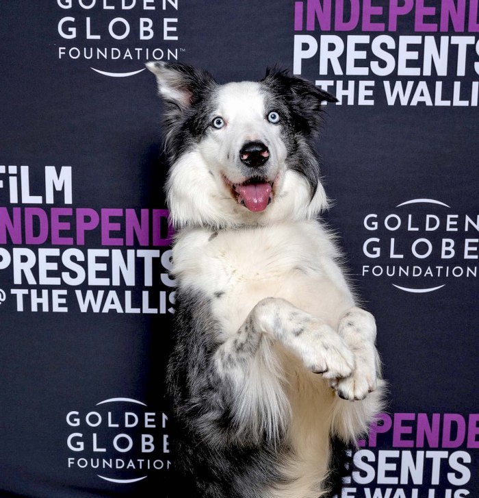 'Anatomy of a Fall' Dog Messi Is Reportedly Skipping the 2024 Oscars ...