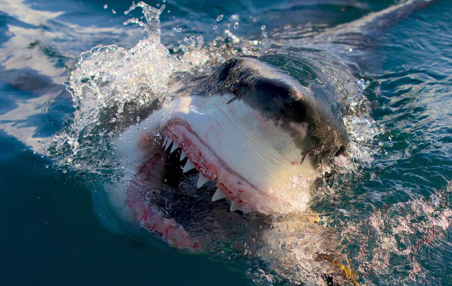 When Does Shark Week 2024 Start? | Us Weekly
