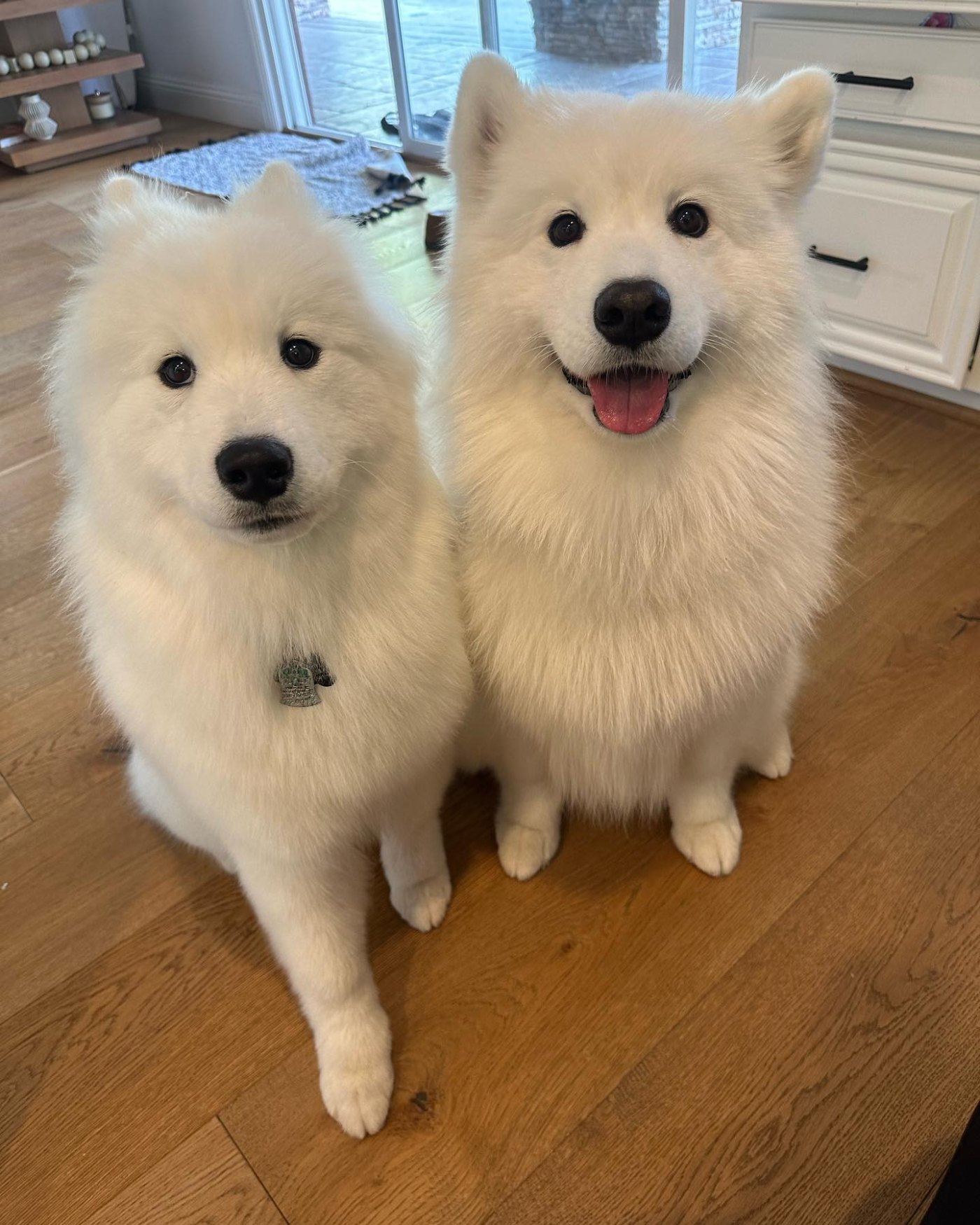 Kyle Juszczyk Explains Why He Named His Dogs Mozzarella and Pierogi ...