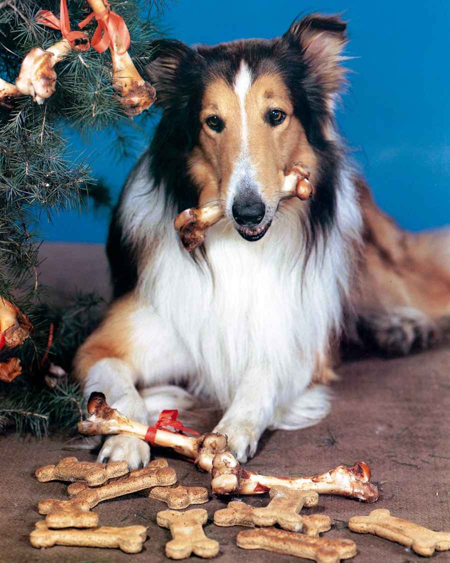 Lassie’s Owner and Trainer Bob Weatherwax Dead at 83 | Us Weekly