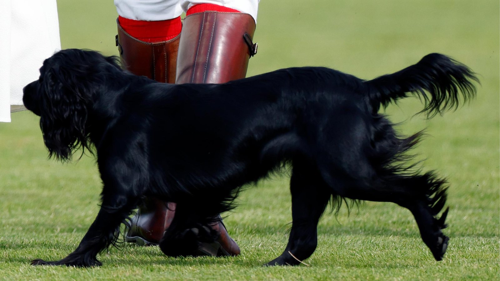 Prince William and Kate Middleton Allow Dog in the Bed, Just Like Us ...