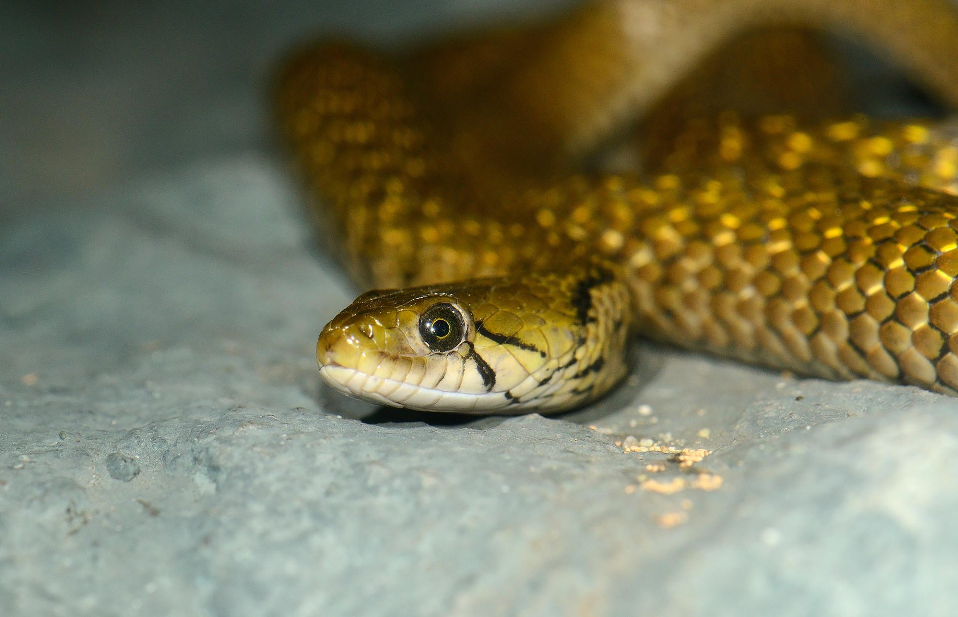 Snake Slithers Into Los Angeles Dodgers Dugout in Game 2 of NLCS | Us ...