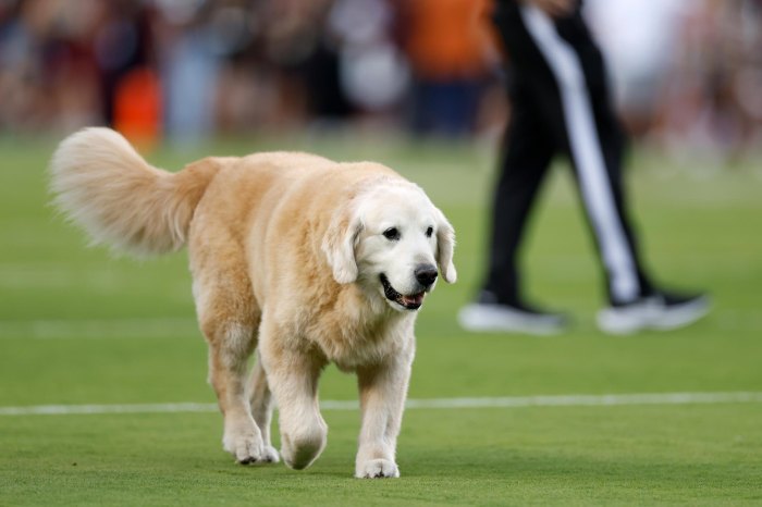 Kirk Herbstreit Cries, Pays Tribute to Dog Ben on ESPN College GameDay ...