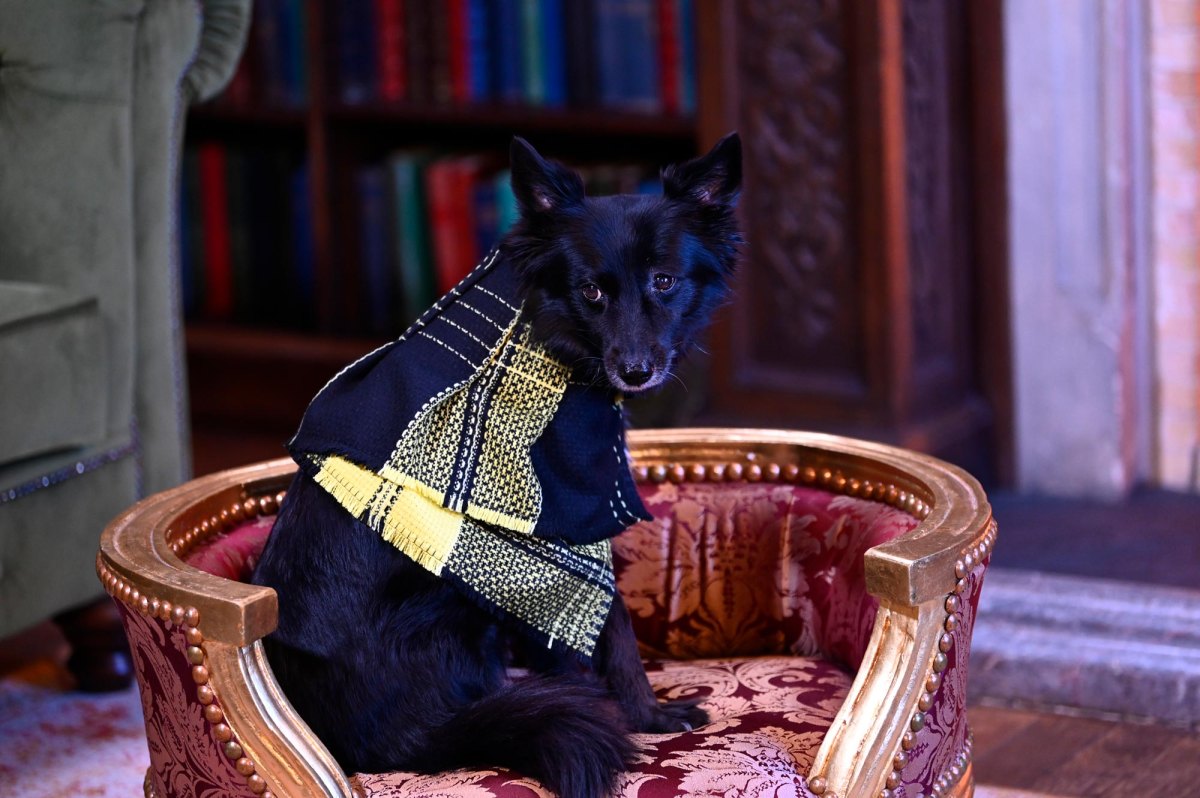 Traitors Host Alan Cumming's Dog Steals Style Spotlight in Season 3 ...