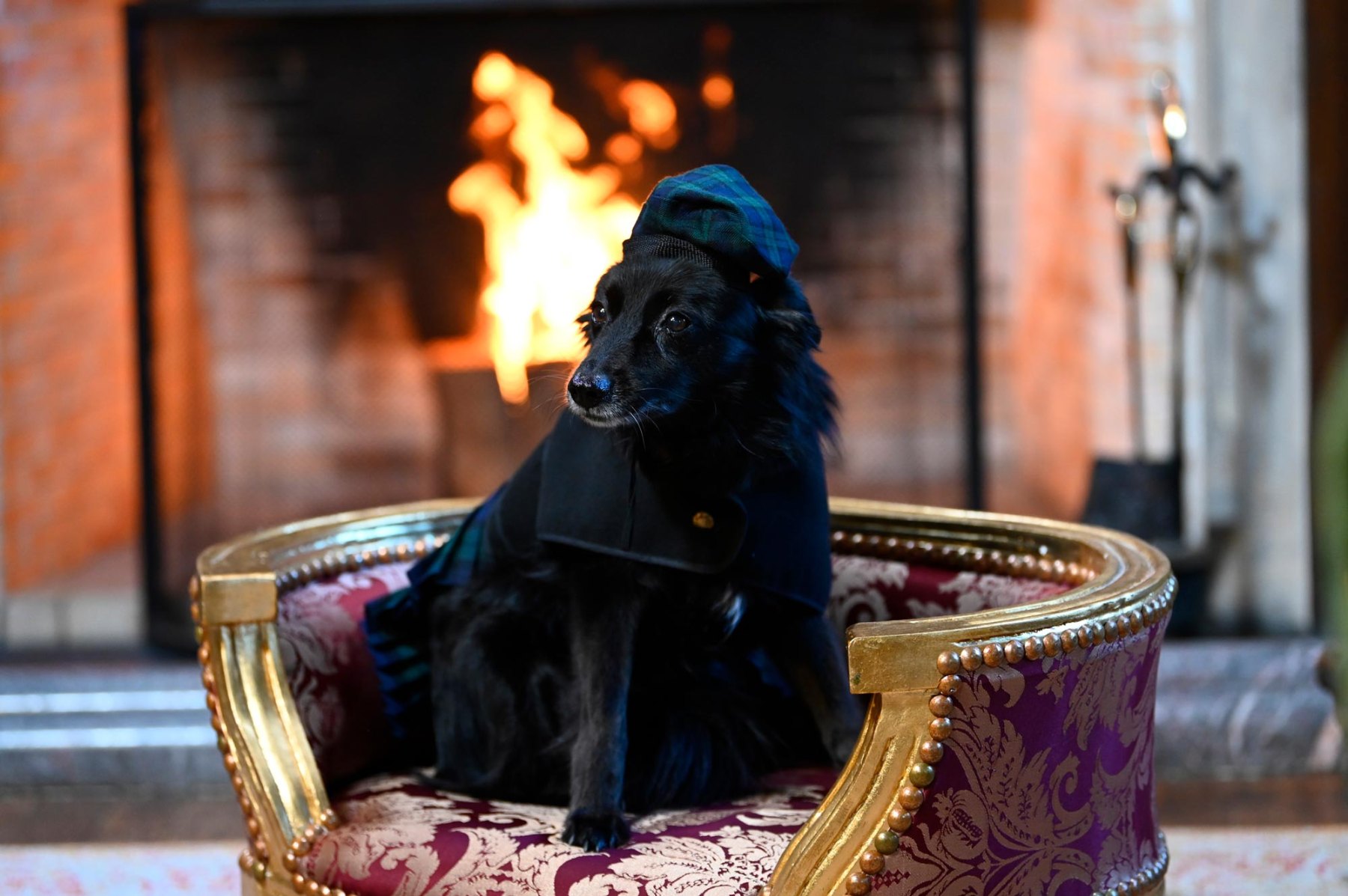 Traitors Host Alan Cumming's Dog Steals Style Spotlight in Season 3 ...