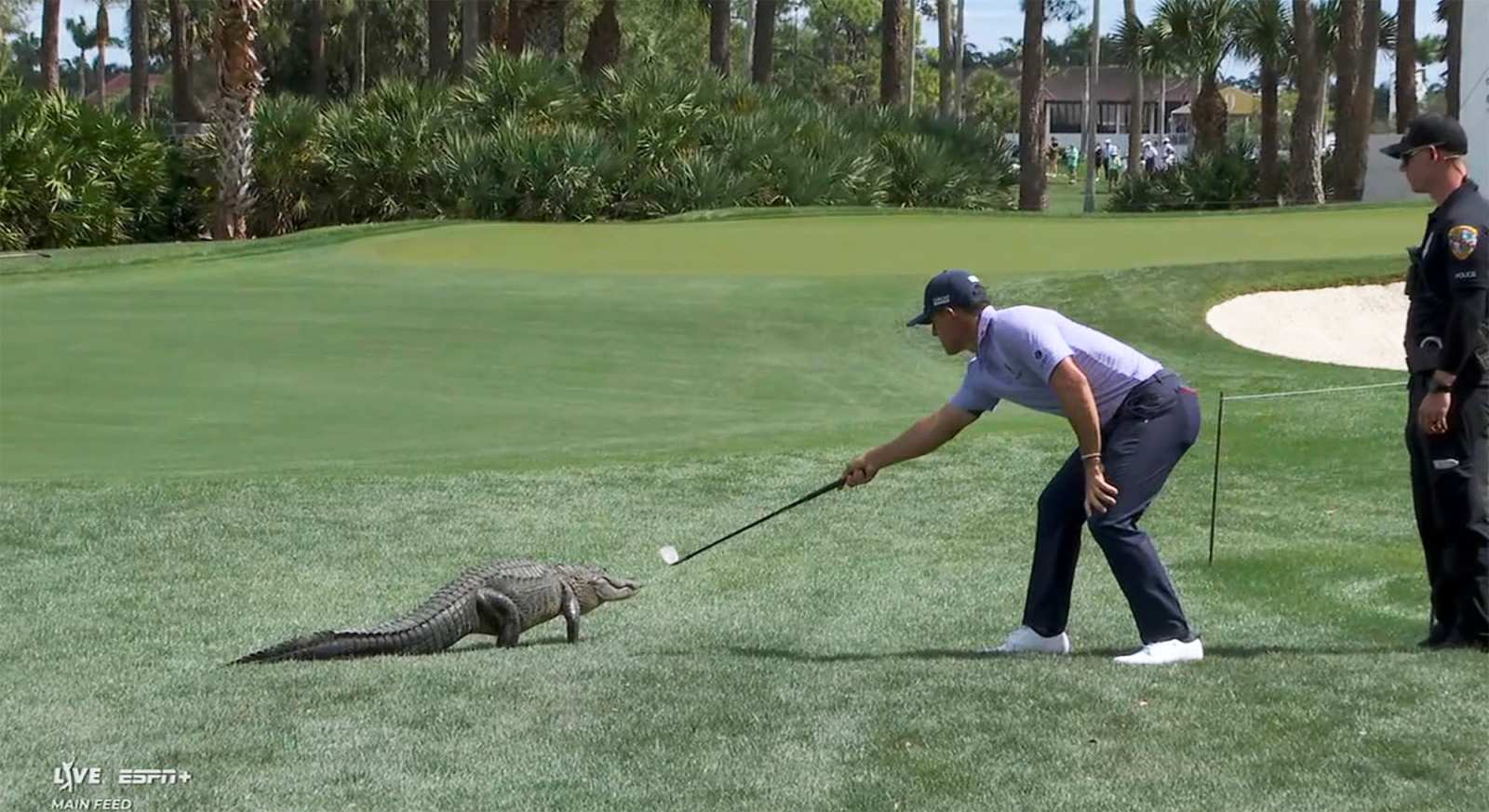 Golfer Billy Horschel Scares an Alligator Off the Course: Wild Video ...