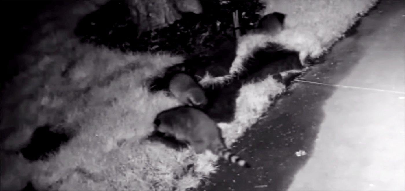 Regina Hall Reveals Her Home's Raccoon Infestation: 'They're F—ers ...