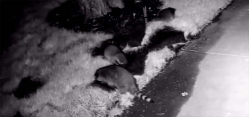 Regina Hall Reveals Her Home's Raccoon Infestation: 'They're F—ers ...