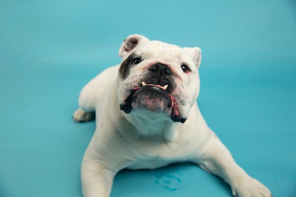 How America’s Favorite Pet Competition 2025 Helped Raise $8.3M For ...