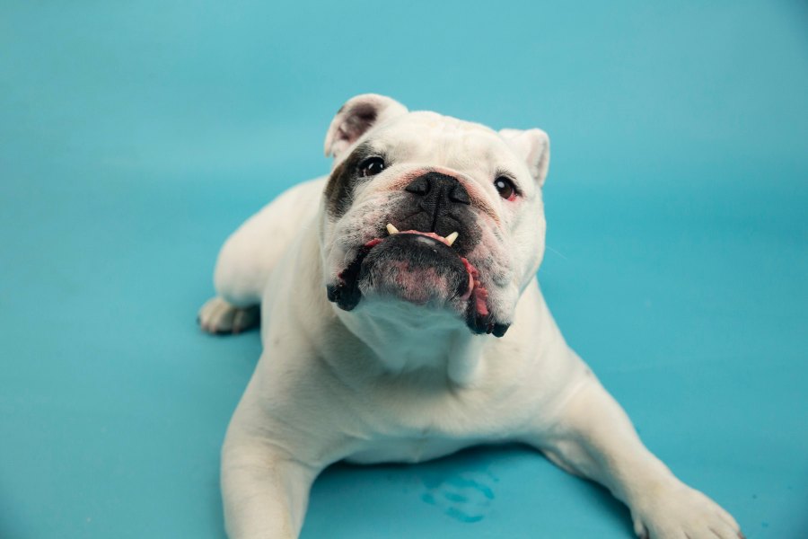 How America’s Favorite Pet Competition 2025 Helped Raise $8.3M For ...