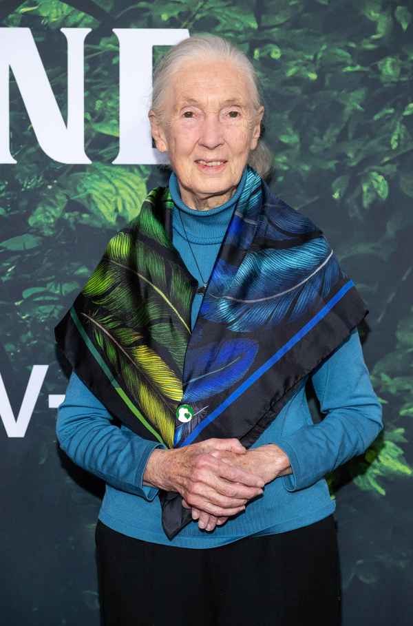 Fallece la conservacionista Jane Goodall: la primatóloga británica ...