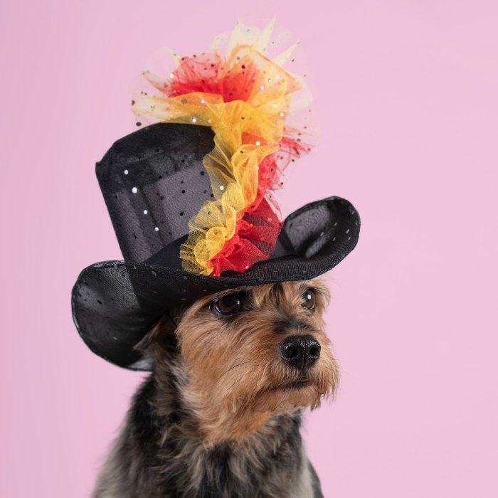 Kate Middleton Milliner Drops 2026 Calendar of Dogs in Hats | Us Weekly