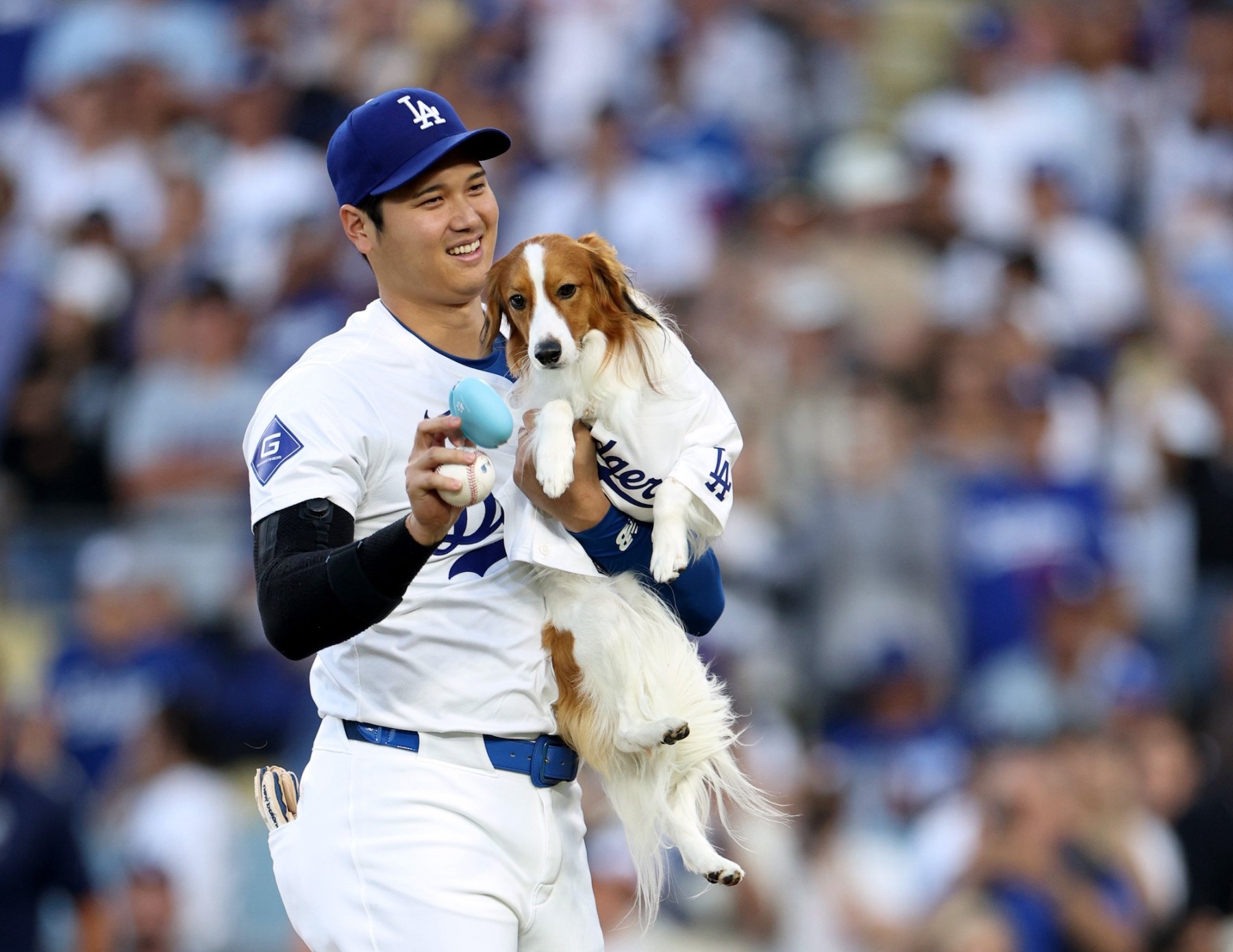 Shohei Ohtani Kissed His Dog Instead of His Wife After Winning MVP ...