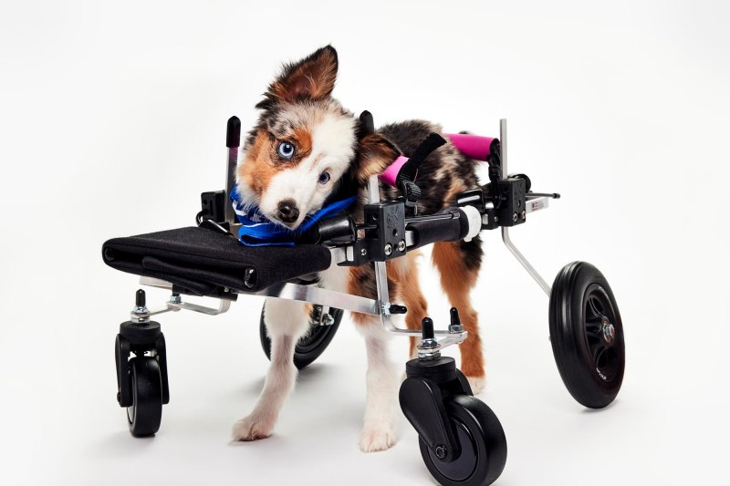 2026 Puppy Bowl–Winning Dog Teigan Died 3 Months Ago: What Happened ...